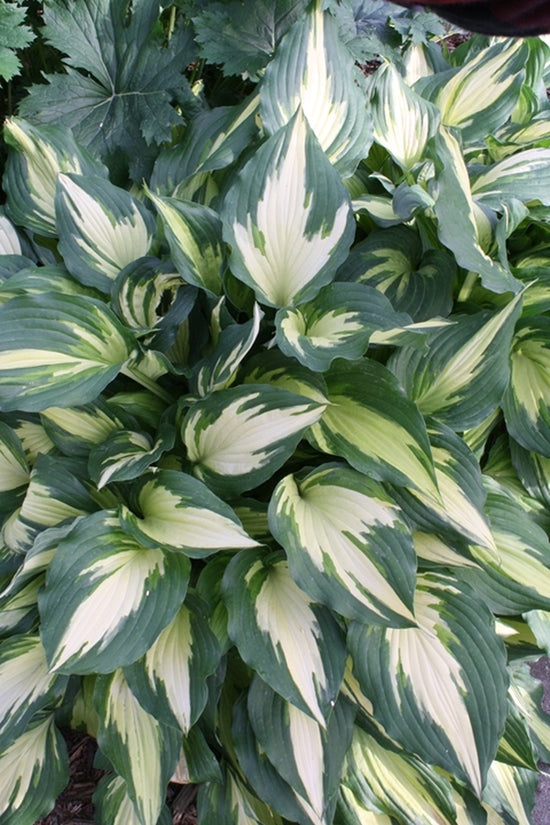 Learn about Hosta 'Christmas Candy' | Gert van Eijk-Bos 02 | Perennial ...