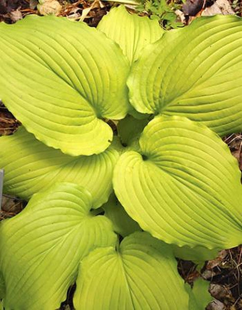 Learn about Hosta 'Dancing Queen' | K. Terpening 05 | Perennial ...