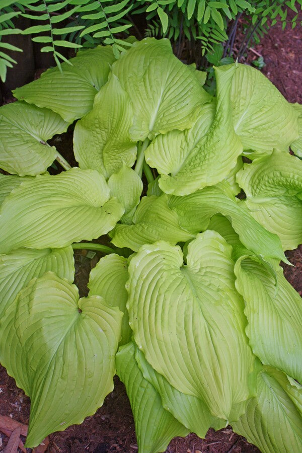 Learn about Hosta 'Dancing Queen' | K. Terpening 05 | Perennial ...