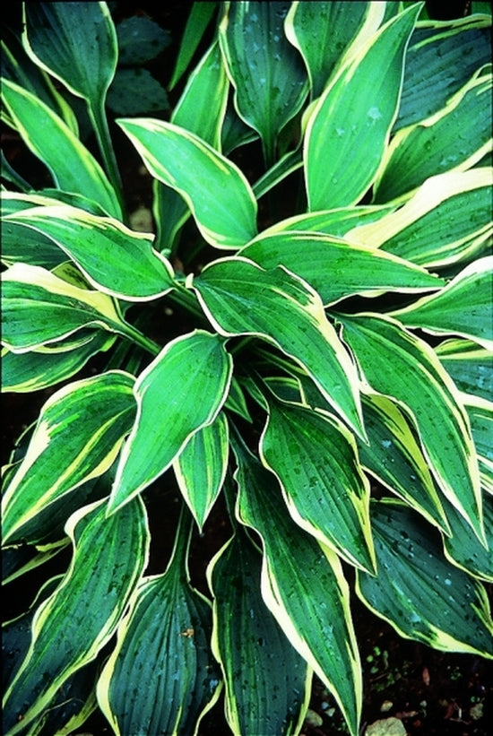 Learn about Hosta 'Dark Star' | R. Herold 99 | Perennial Encyclopedia