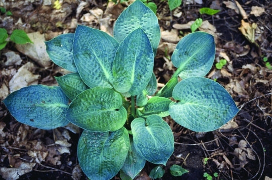 Learn about Hosta 'Deep Blue Sea' | C. Seaver 94 | Perennial Encyclopedia