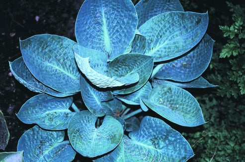 Learn about Hosta 'Deep Blue Sea' | C. Seaver 94 | Perennial Encyclopedia