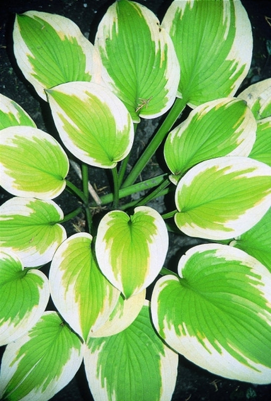 Learn about Hosta 'Delta Dawn' | K. Vaughn NR | Perennial Encyclopedia