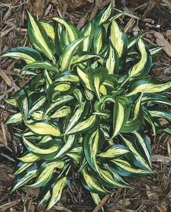 Learn about Hosta 'Dixie Chickadee' | T. Avent NR | Perennial Encyclopedia