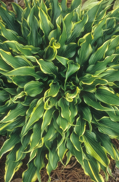 Learn about Hosta 'Electrocution' | T. Avent 05 | Perennial Encyclopedia