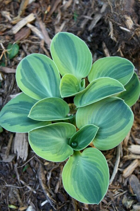 Learn about Hosta 'Frosted Mouse Ears' | M. Zilis/E. & J. Deckert 06 ...