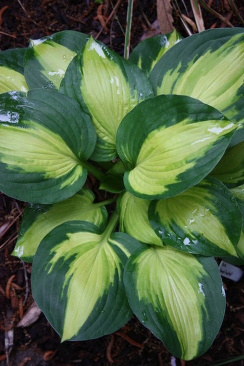 Learn about Hosta 'Georgia Sweetheart' | J. Anderson NR | Perennial ...