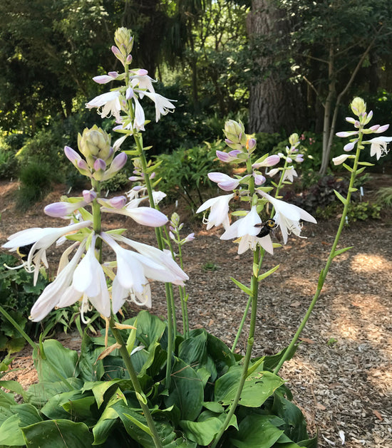 Learn about Hosta 'Hans Solo' | H. Hansen 18 | Perennial Encyclopedia