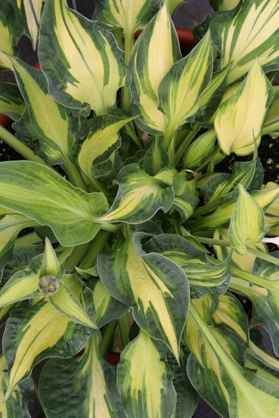 Learn about Hosta 'Happy Dayz' | Naylor Creek NR | Perennial Encyclopedia