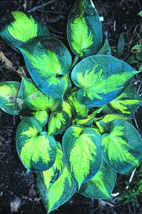 Learn about Hosta 'Heat Wave' | J. van den Top NR | Perennial Encyclopedia