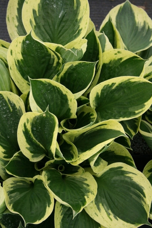 Learn about Hosta 'Independence' PP 17,044 | Walters Gardens 01 | Perennial Encyclopedia