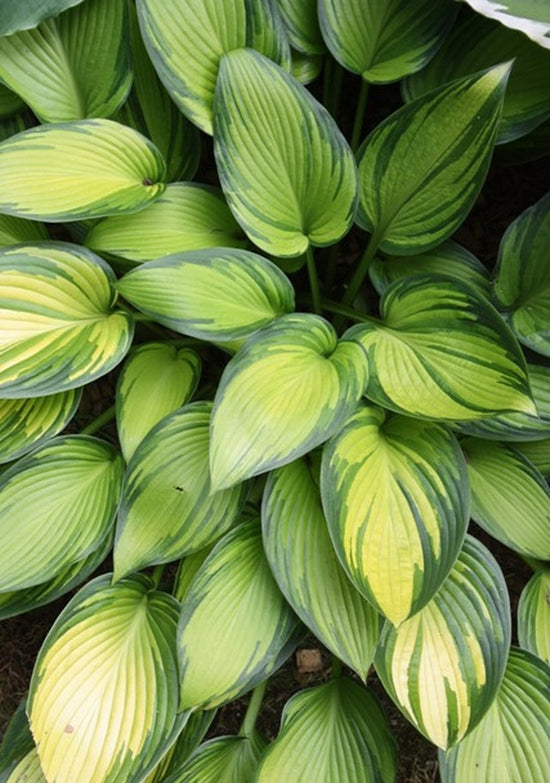 Learn about Hosta 'June Fever' PP 15,340 | J. Van den Top 04 ...