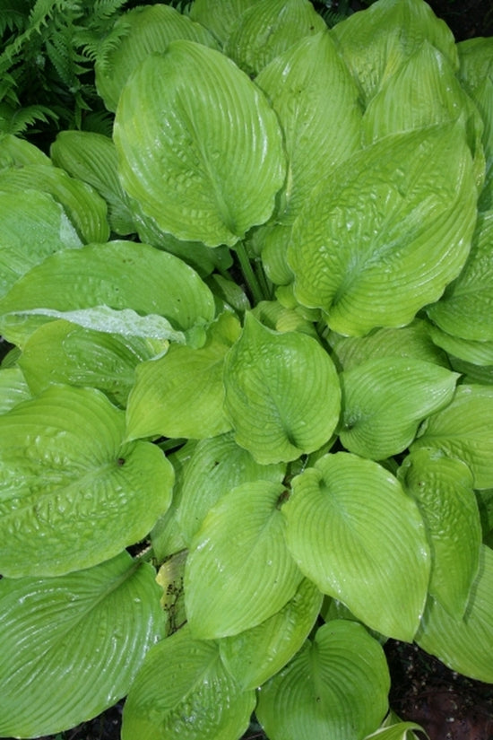 Learn about Hosta 'Key West' | O. Petryszyn 99 | Perennial Encyclopedia