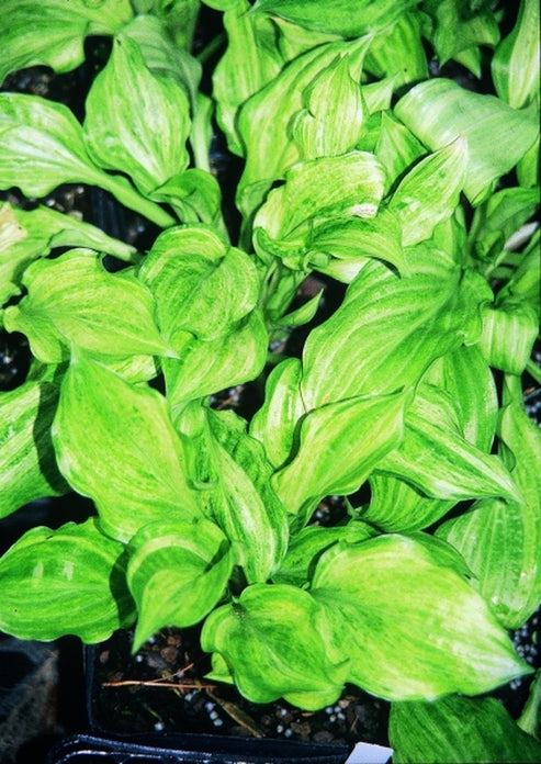 Learn about Hosta 'Korean Snow' | B. Solberg, K. Hawks 98 | Perennial ...