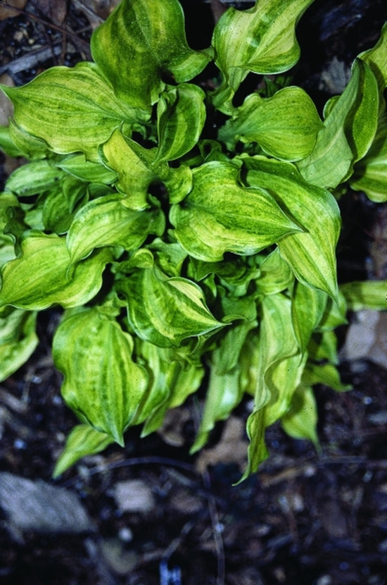 Learn about Hosta 'Korean Snow' | B. Solberg, K. Hawks 98 | Perennial ...