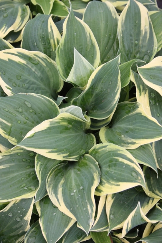 Learn about Hosta 'Lakeside Missy Little' | M. Chastain 02 | Perennial ...