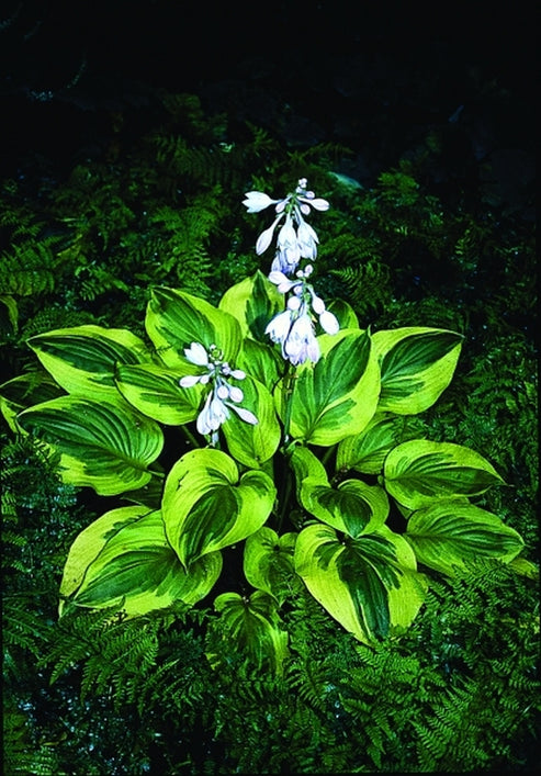Learn about Hosta 'Last Dance' | H. Hansen 99 | Perennial Encyclopedia