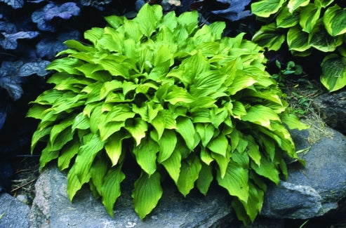 Learn about Hosta 'Lemon Lime' | B. Savory 77 | Perennial Encyclopedia
