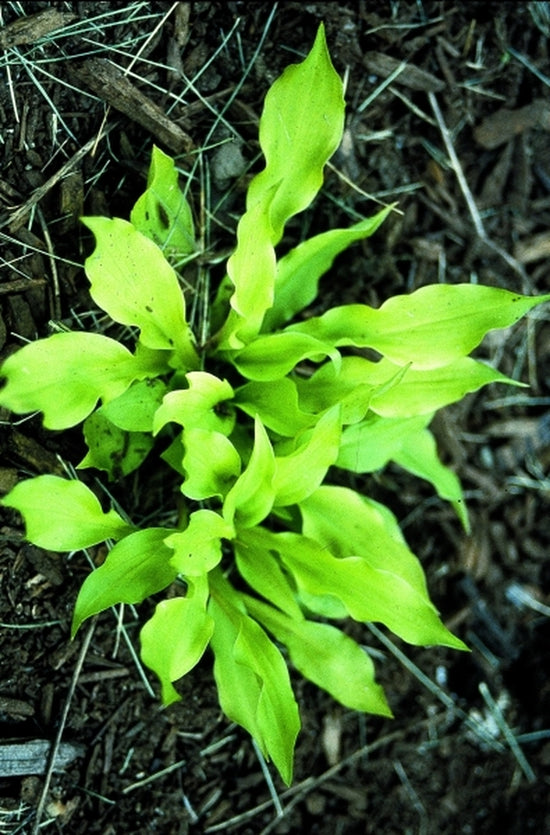 Learn about Hosta 'Little Stiffy' | H. Benedict NR | Perennial Encyclopedia