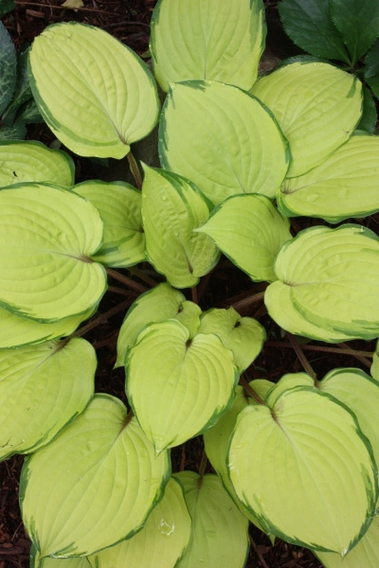 Learn about Hosta 'Paradise Island' PP 20,798 | M. Fransen NR ...