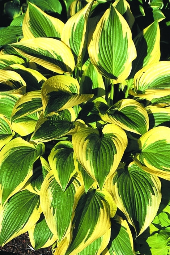 Learn about Hosta 'Percy' | H. Benedict NR | Perennial Encyclopedia