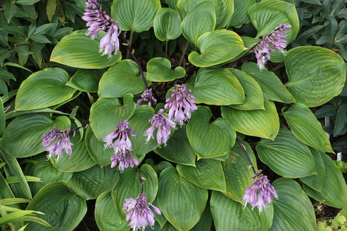 Learn about Hosta 'Purple Heart' PP 22,725 | Terra Nova NR | Perennial ...