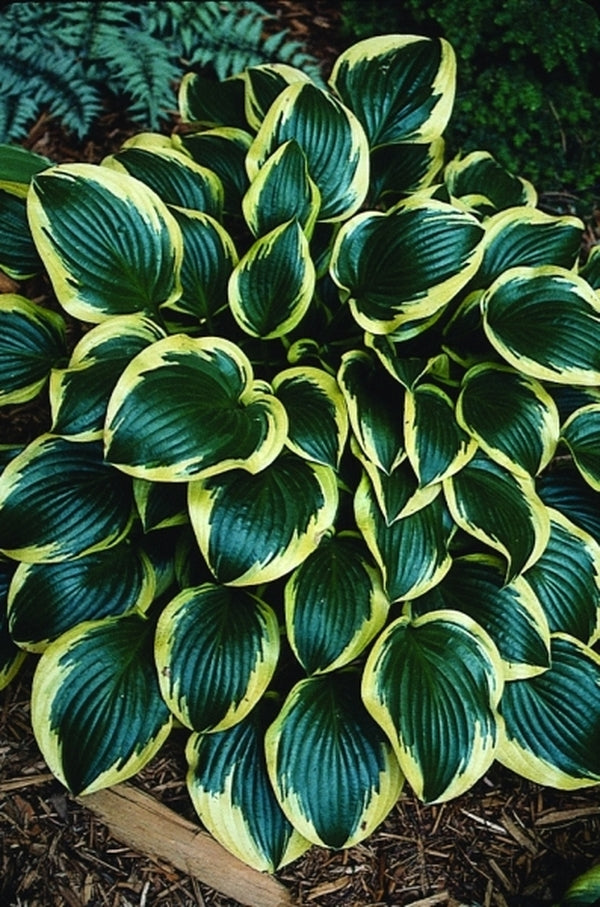 Learn about Hosta 'Queen Josephine' | B. Kuk 91 | Perennial Encyclopedia