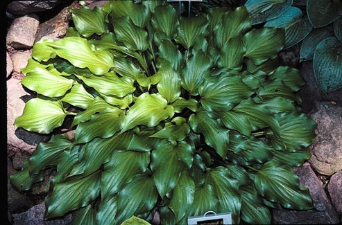 Learn about Hosta 'Raspberry Sorbet' | D. Lohman, M. Zilis 99 ...