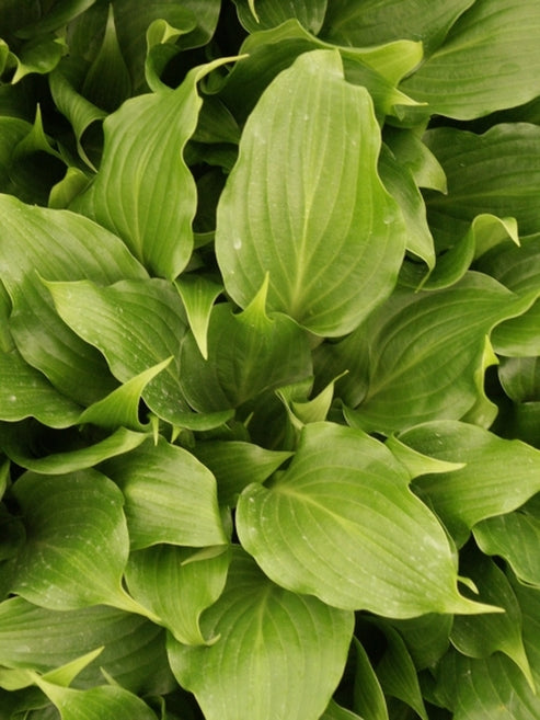 Learn about Hosta 'Raspberry Sorbet' | D. Lohman, M. Zilis 99 ...
