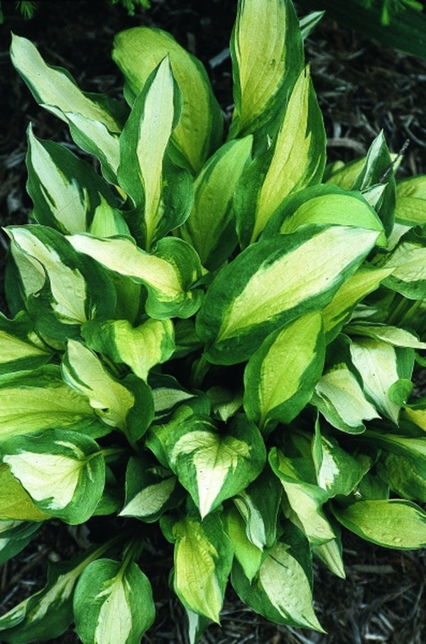 Learn about Hosta 'Red Hot Flash' | J. Machen Jr. 04 | Perennial ...
