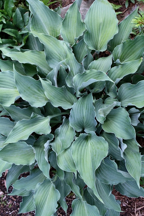 Learn about Hosta 'Restless Sea' | H. Hansen 06 | Perennial Encyclopedia