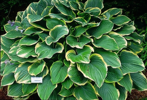 Learn about Hosta 'Sagae' | K. Watanabe 96 | Perennial Encyclopedia