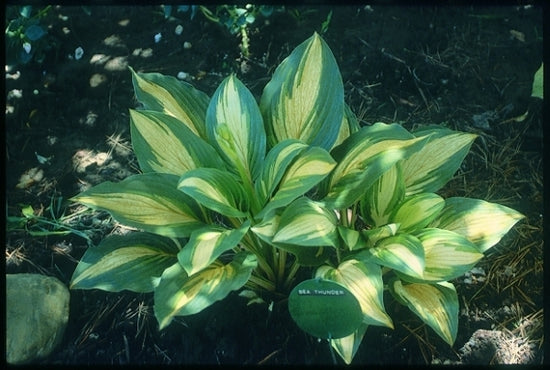 Learn about Hosta 'Sea Thunder' | M. Seaver NR | Perennial Encyclopedia