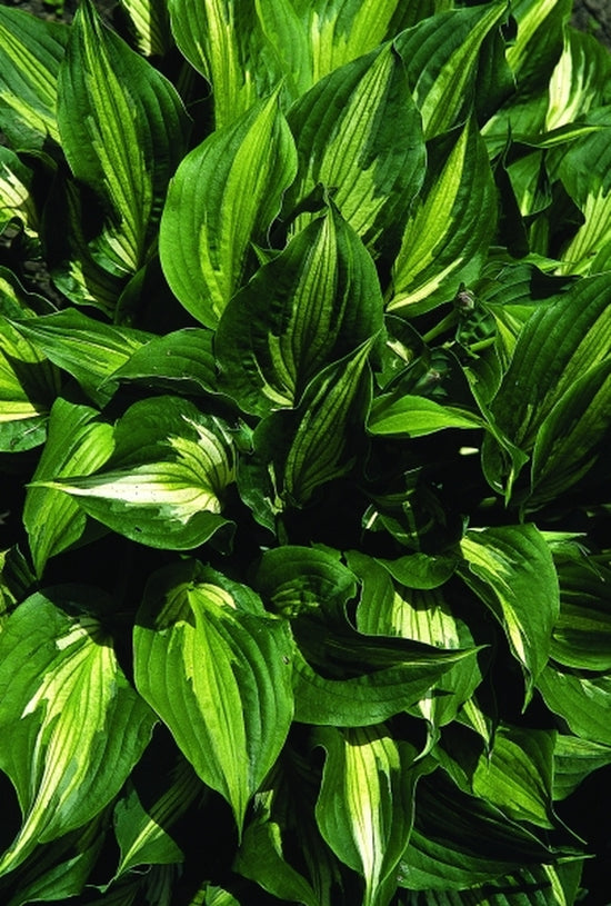 Learn about Hosta 'Silver Lode' | R. Klehm 99 | Perennial Encyclopedia