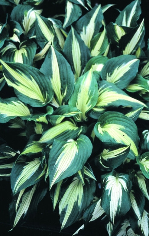 Learn about Hosta 'Silver Lode' | R. Klehm 99 | Perennial Encyclopedia