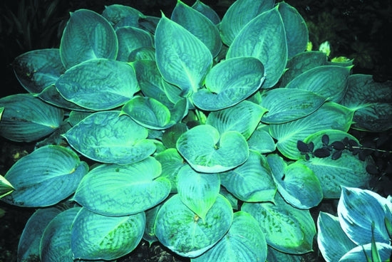 Learn about Hosta 'Silver Moon' | H. Hansen 07 | Perennial Encyclopedia