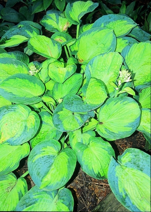 Learn about Hosta 'Spinning Wheel' | M. Seaver NR | Perennial Encyclopedia