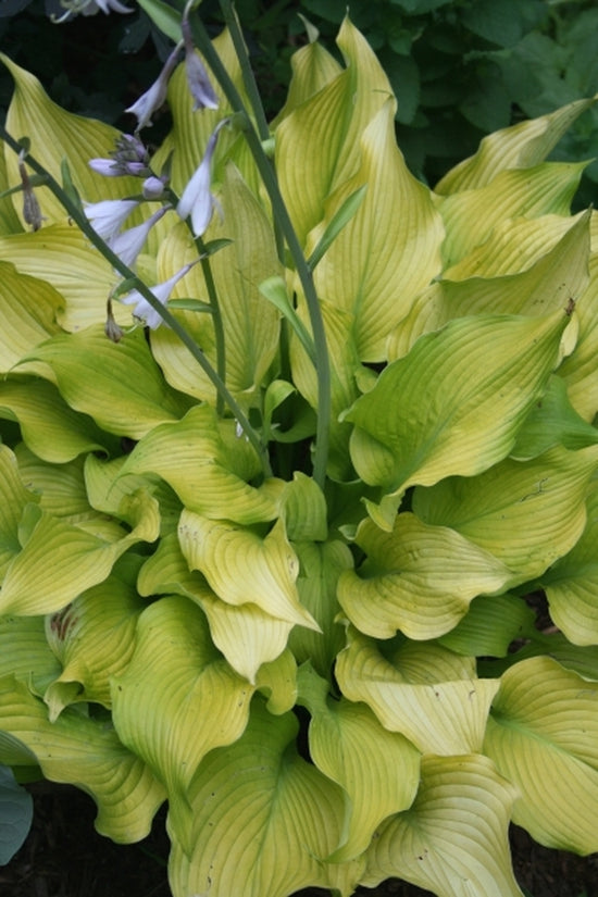 Learn about Hosta 'Sun Power' | P. Aden 86 | Perennial Encyclopedia