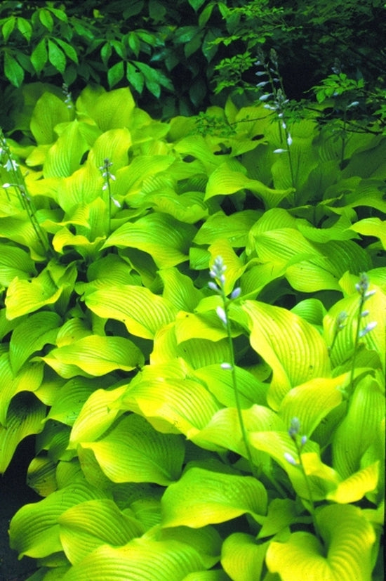Learn about Hosta 'Sun Power' | P. Aden 86 | Perennial Encyclopedia