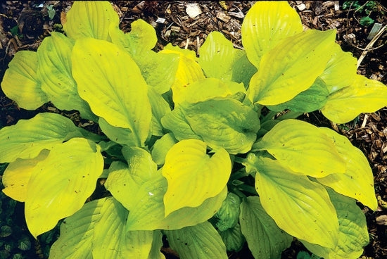 Learn about Hosta 'Sunny Side Up' | T. Avent 07 | Perennial Encyclopedia