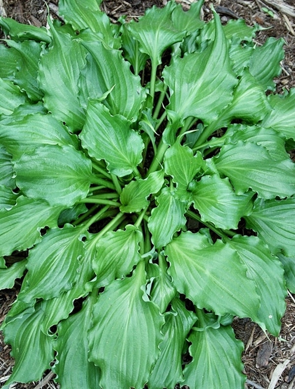 Learn about Hosta 'Unruly Child' | T. Avent 2015 | Perennial Encyclopedia