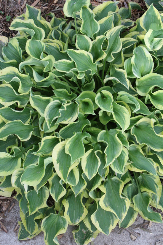 Learn about Hosta 'Wrinkle in Time' PP 29,456 | Walters Gardens 17 ...