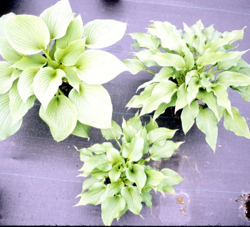 Learn about Hosta capitata coll. #97-455 | Korean species | Perennial ...