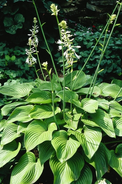 Learn about Hosta nigrescens 'Elatior' | Japan NR | Perennial Encyclopedia