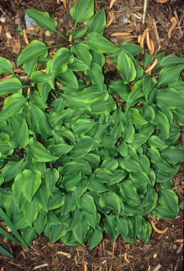 Learn about Hosta venusta 'Kinbotan' | Japan, Ruh 02 | Perennial ...