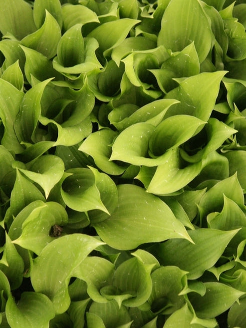 Learn about Hosta venusta coll. #A1K-205 | Korean species | Perennial ...
