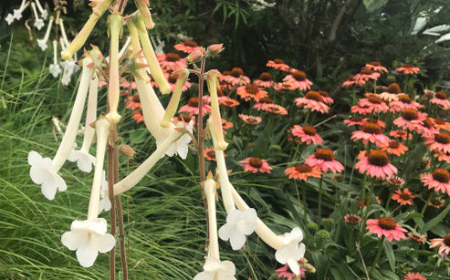 Learn about | | Perennial Encyclopedia