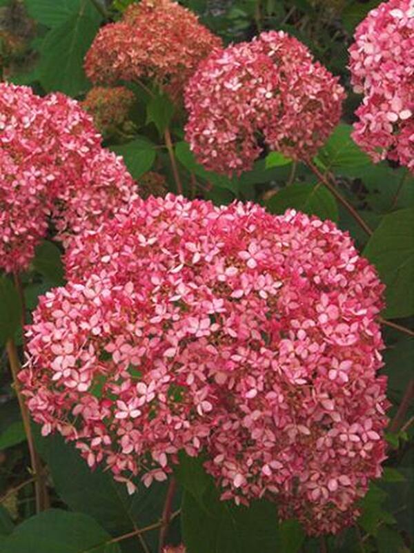 Learn about Hydrangea arborescens 'Spirit' PP 20,765 | Spirit Mountain ...