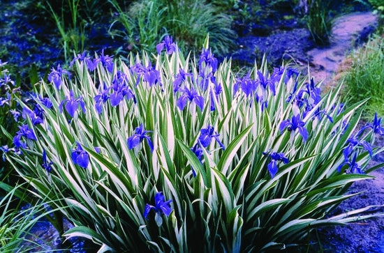 Learn about Iris laevigata 'Variegata' | Striped Water Iris | Perennial ...
