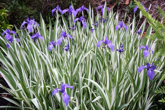 Learn about Iris laevigata 'Variegata' | Striped Water Iris | Perennial ...